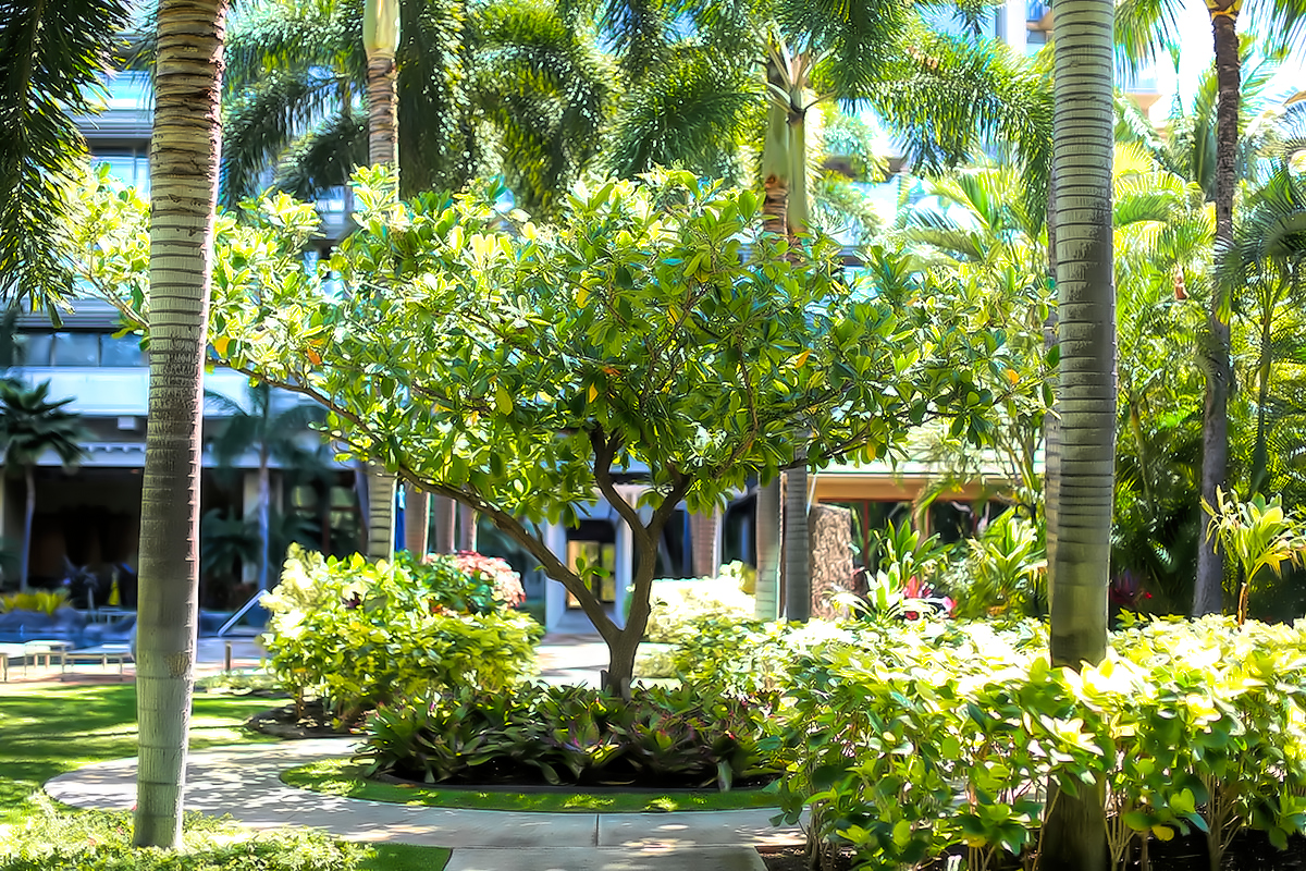 Tree Services - Ultimate Innovations Inc.